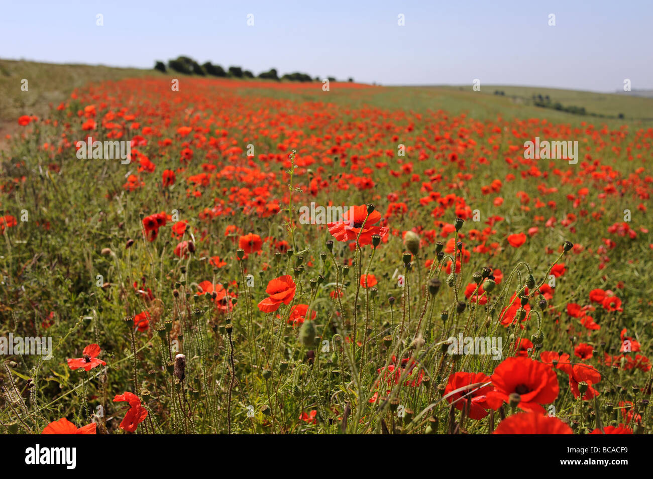 Poppy landscapes hi-res stock photography and images - Alamy