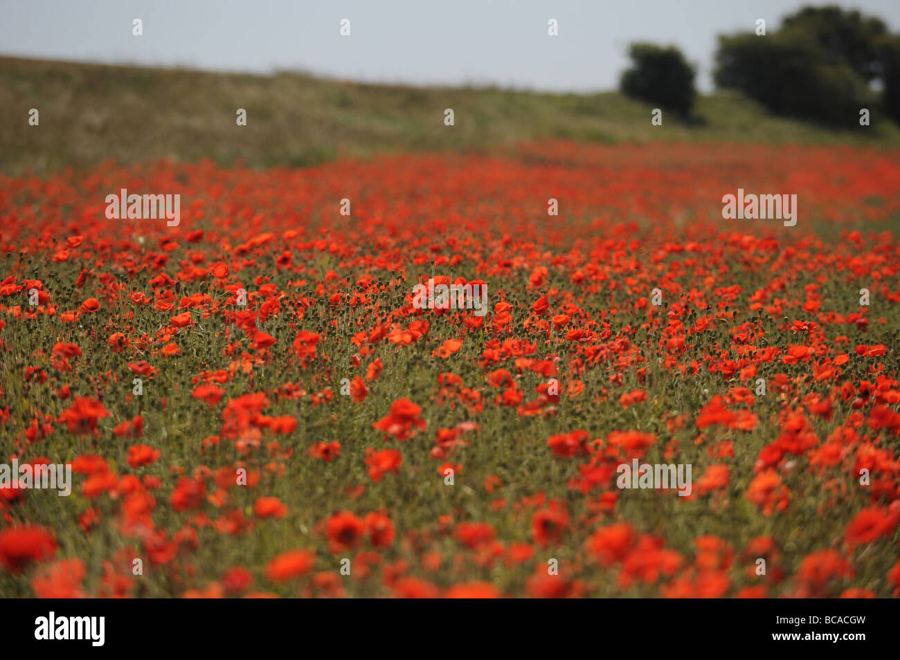 Poppy field just north of Brighton at Falmer in East Sussex England UK ...