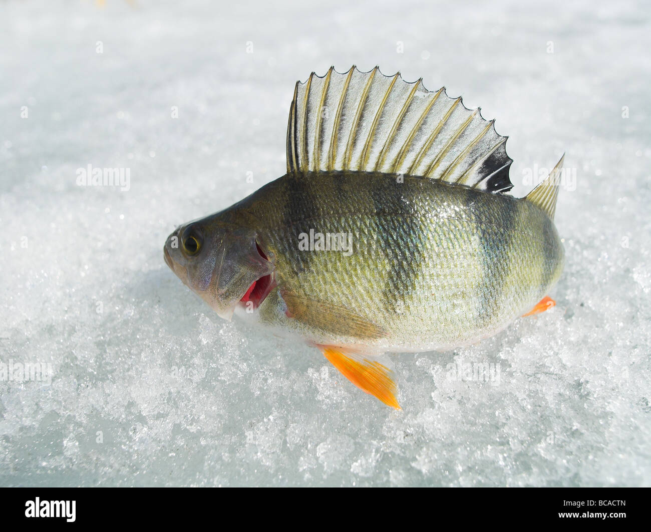 Snow perch hi-res stock photography and images - Alamy