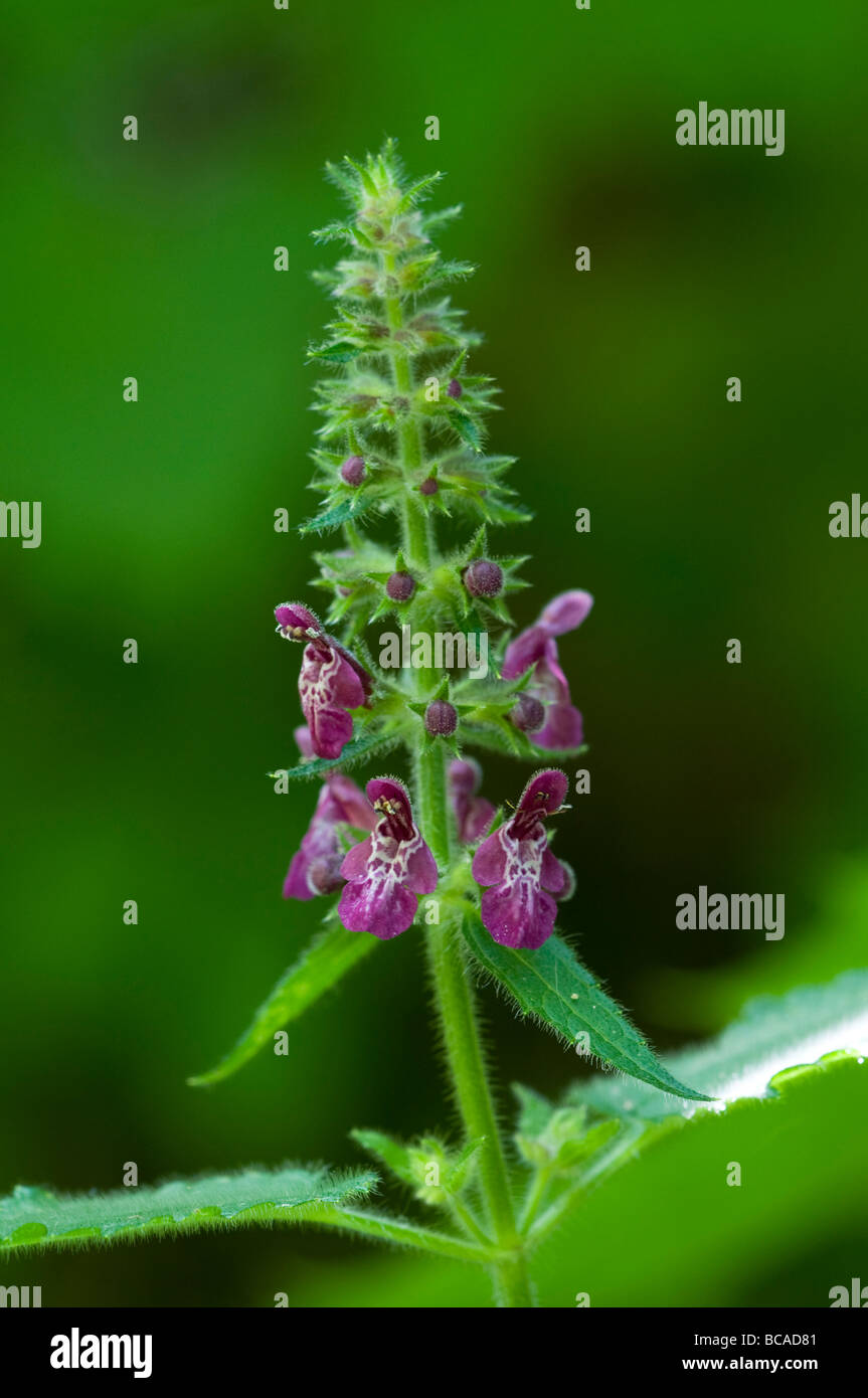 Hedge woundwort hi-res stock photography and images - Alamy