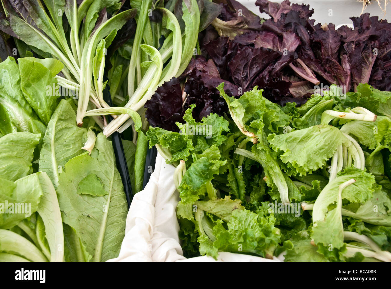 Fresh Lettuce How To Keep Romaine Lettuce Fresh: Easier To Eat Salad