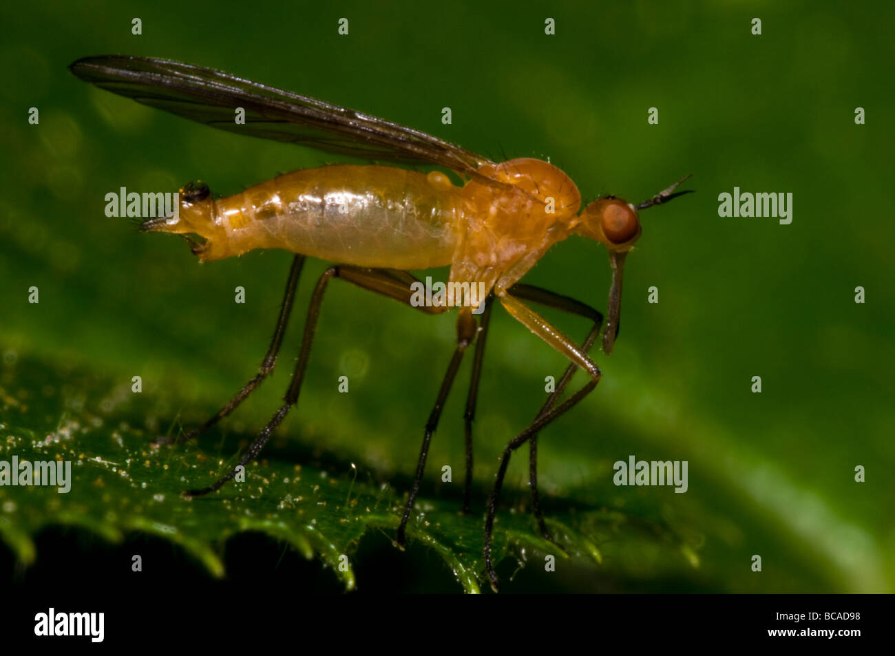 Dance fly hi-res stock photography and images - Alamy