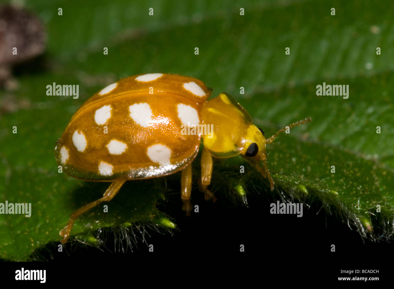 16 ladybird hi-res stock photography and images - Alamy