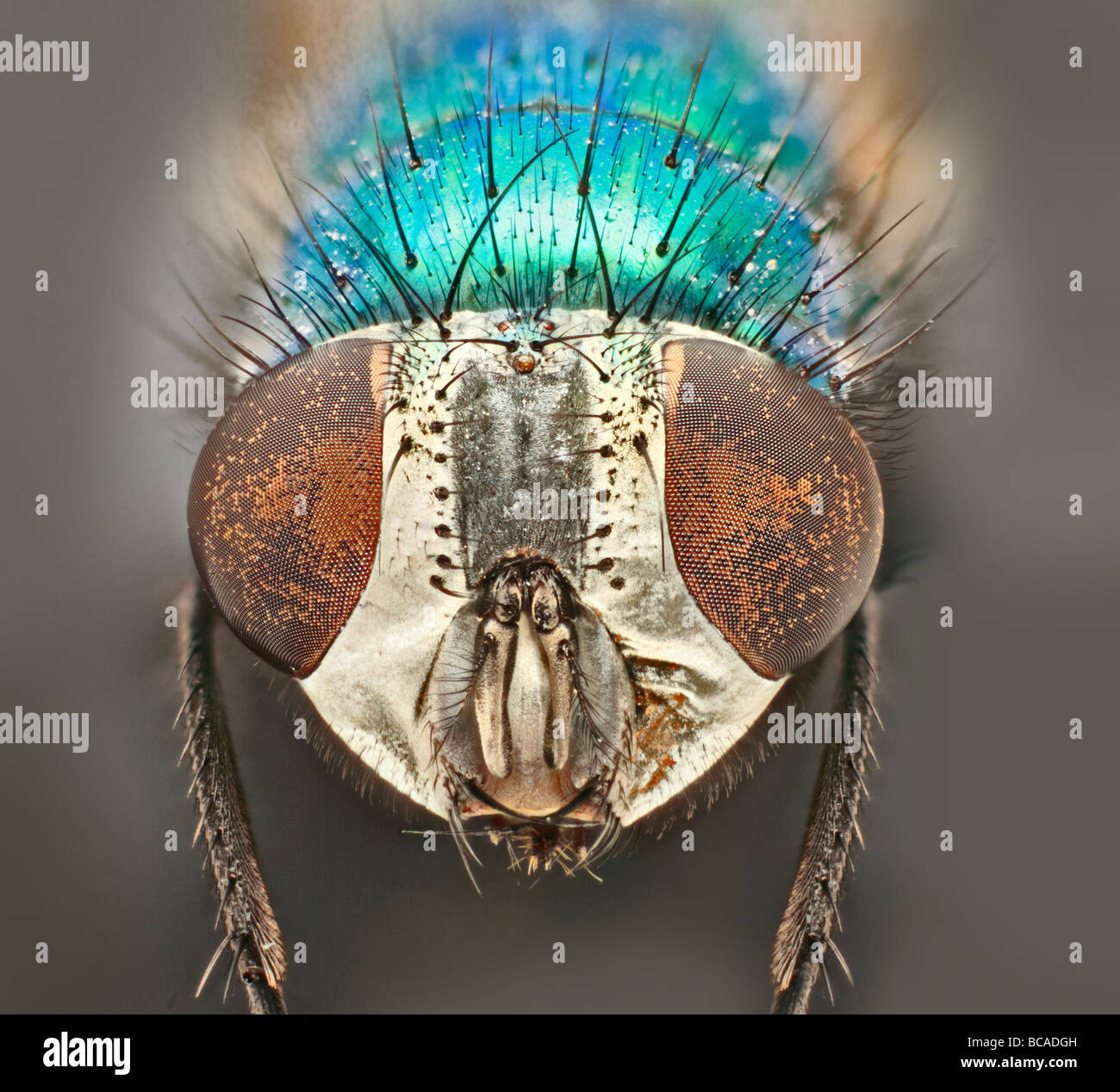 Greenbottle fly face close up Stock Photo - Alamy Greenbottle fly face close up Stock Photo - Alamy