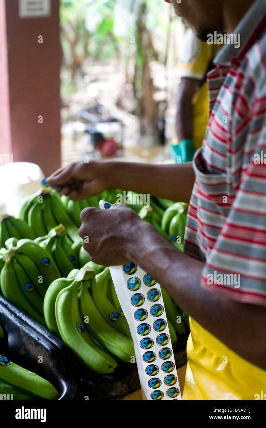 Fairtrade bananas, Dominican Republic Stock Photo - Alamy