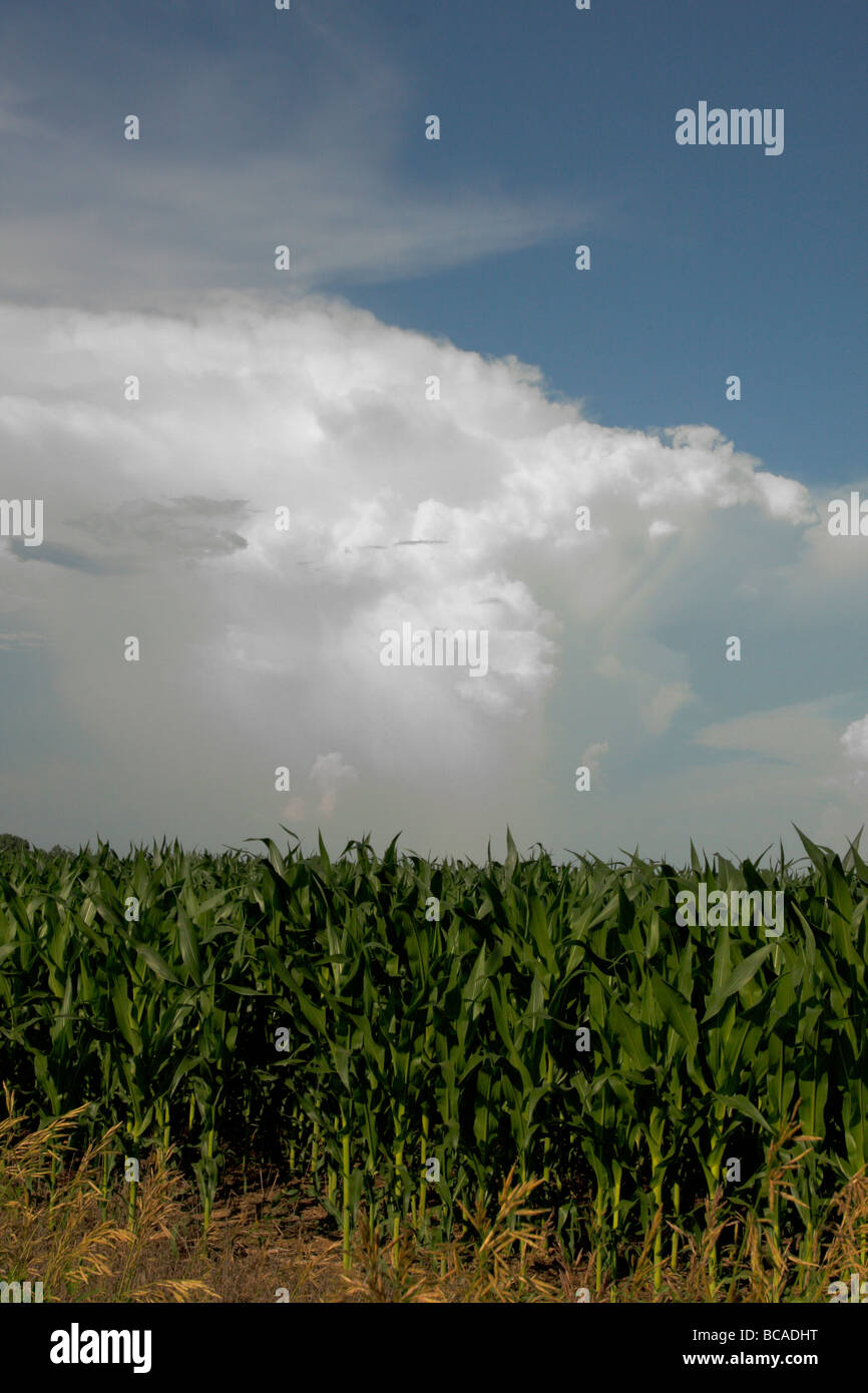 Nebraska corn field hi-res stock photography and images - Alamy