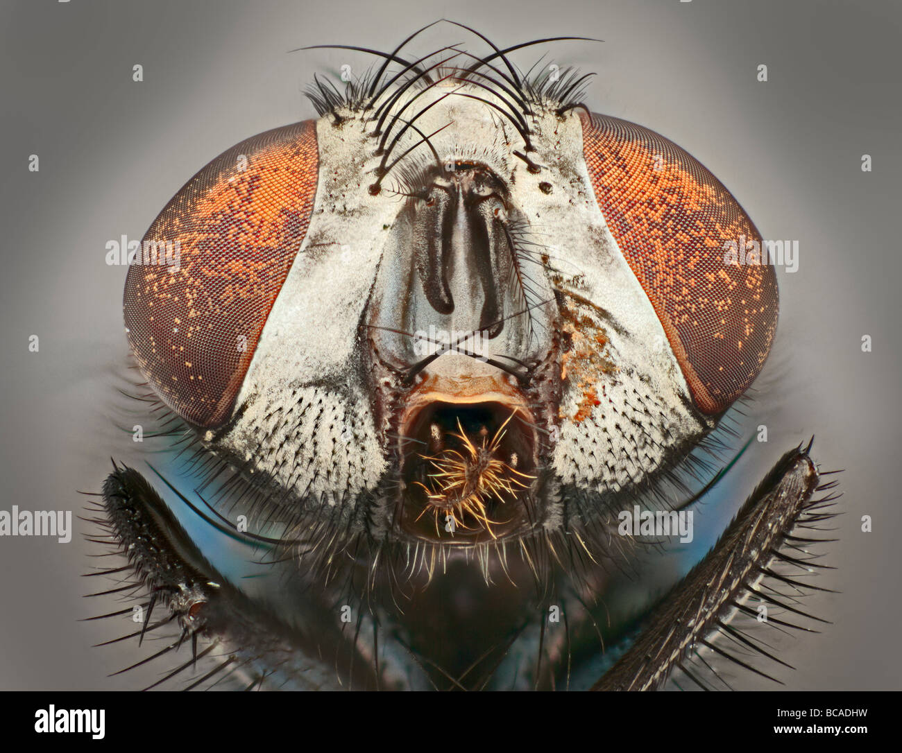 Fly face hi-res stock photography and images - Alamy
