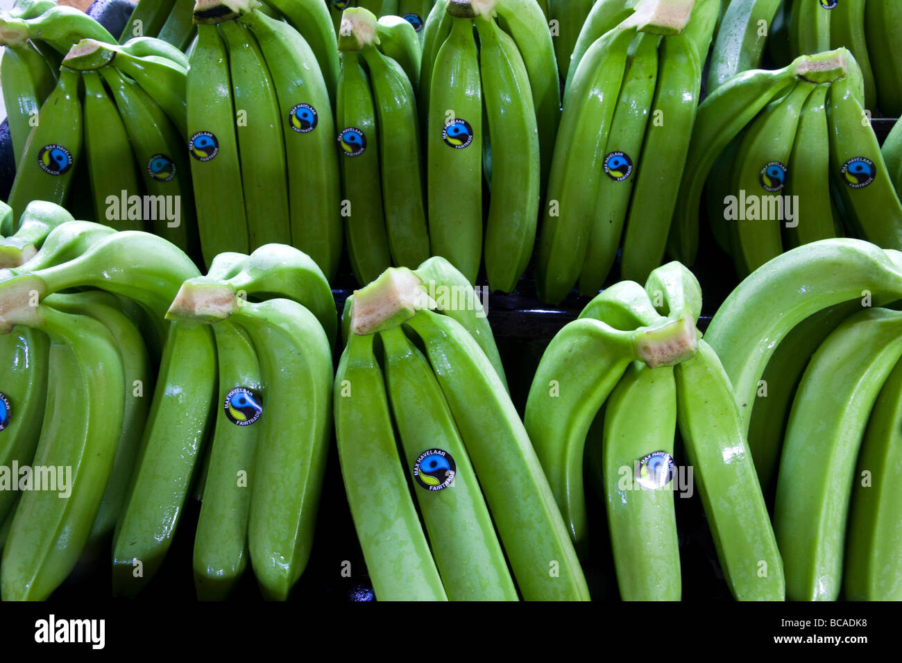 Fairtrade bananas Dominican Republic Stock Photo - Alamy