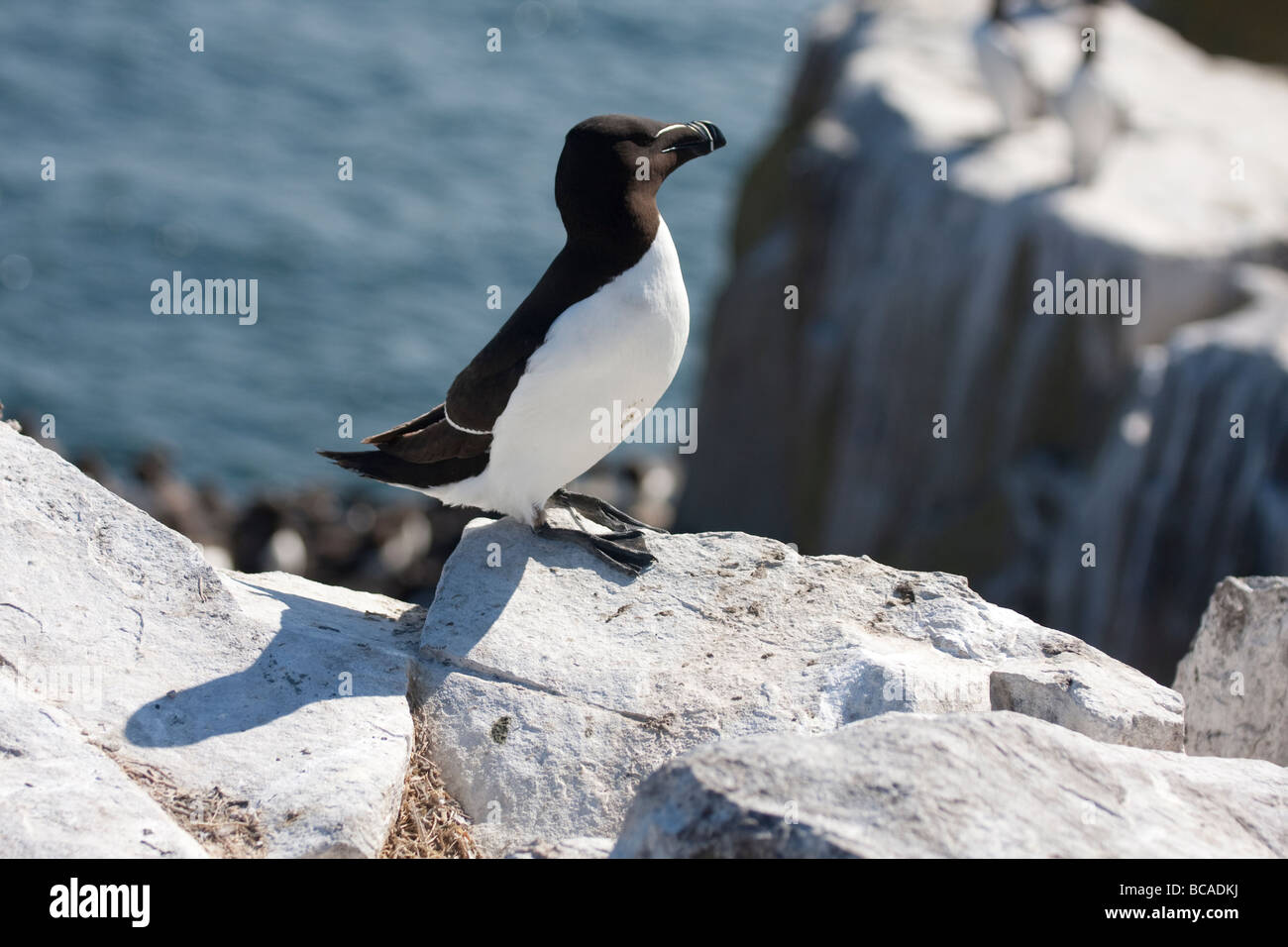 Black and white sea bird hi-res stock photography and images - Alamy