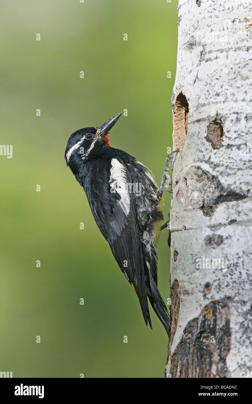 Williamson's Sapsucker male Stock Photo - Alamy