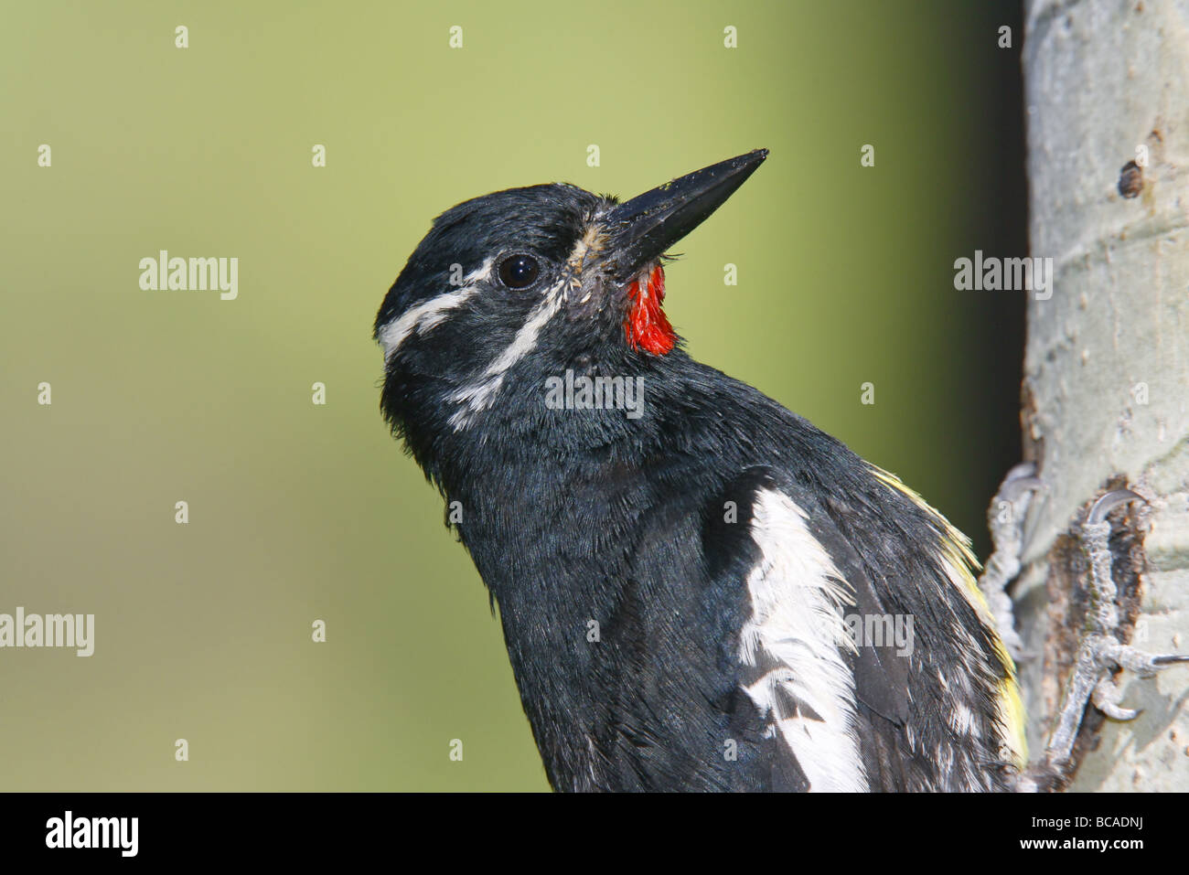 Williamson's Sapsucker male Stock Photo - Alamy