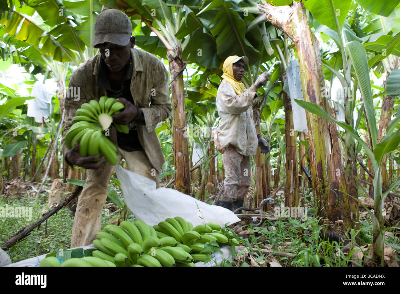 Fair trade banana farmer, Dominican Republic, near border with Haiti ...