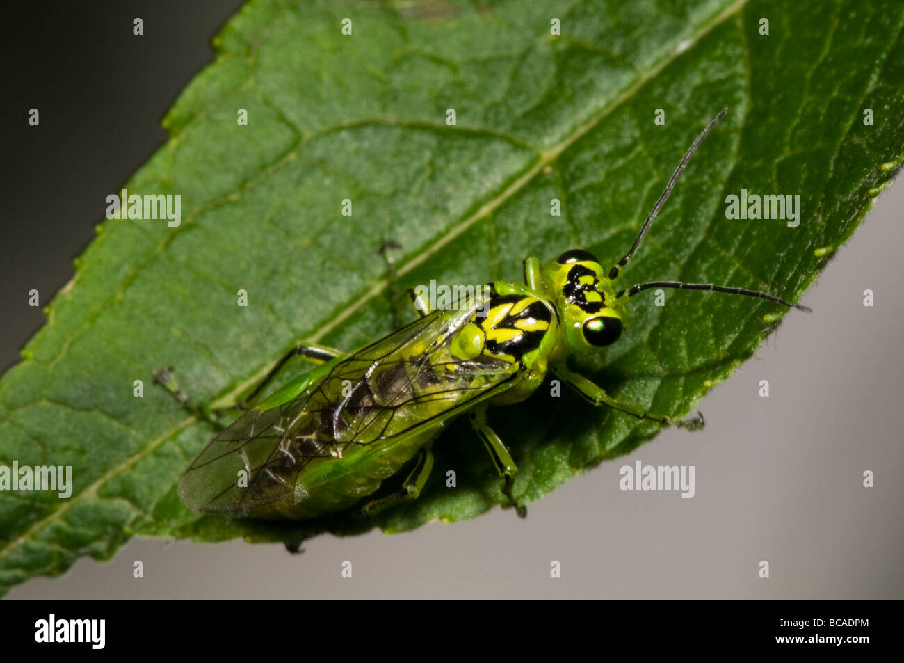 Sawfly hi-res stock photography and images - Alamy