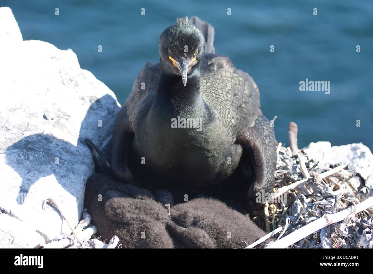 Shag nesting on Farne Islands with chicks Stock Photo - Alamy