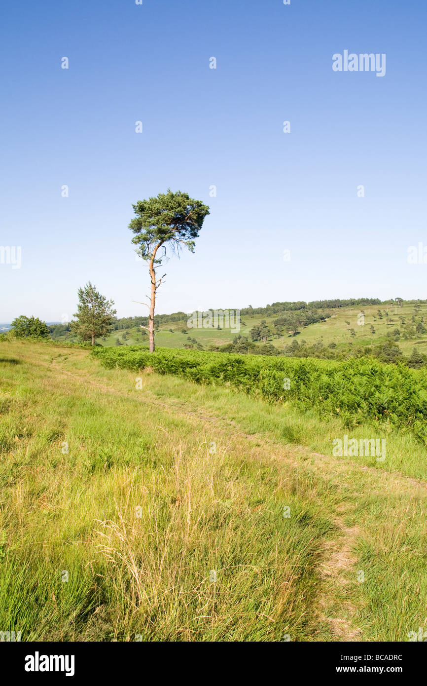 Plagioclimax High Resolution Stock Photography and Images - Alamy