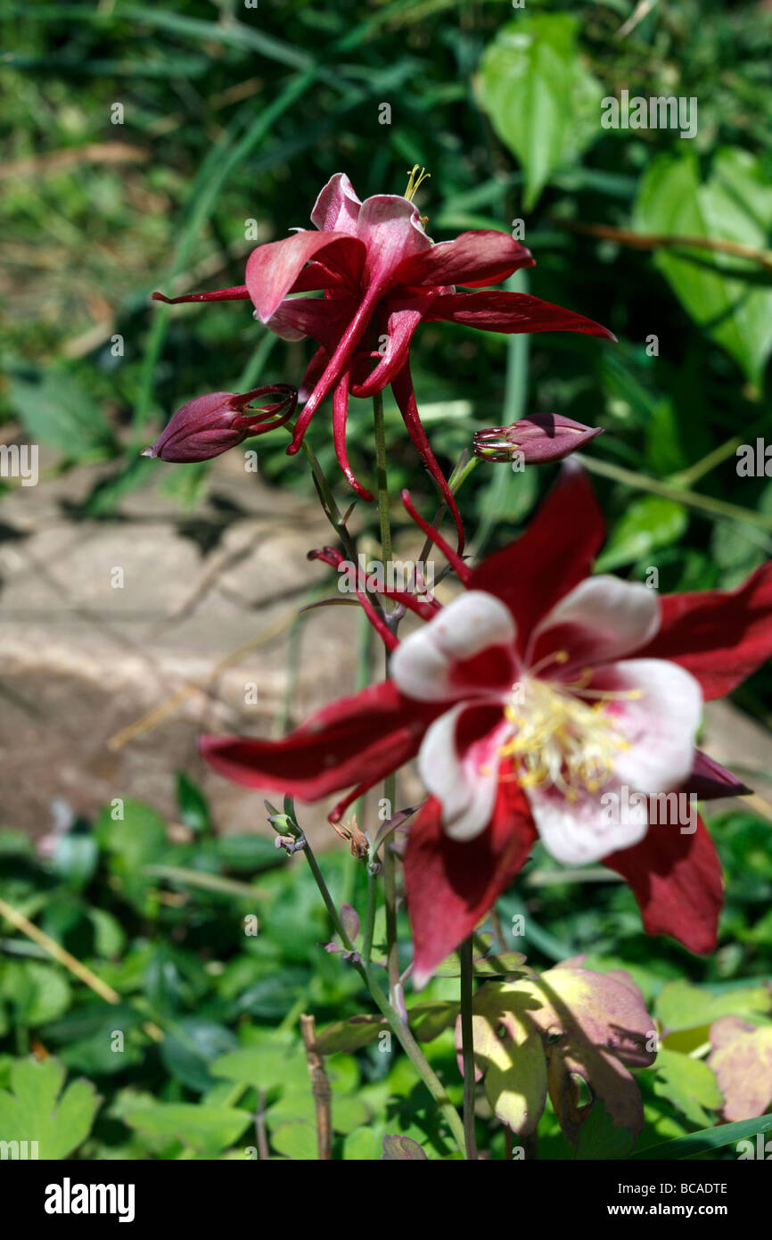 Scarlet columbine hi-res stock photography and images - Alamy
