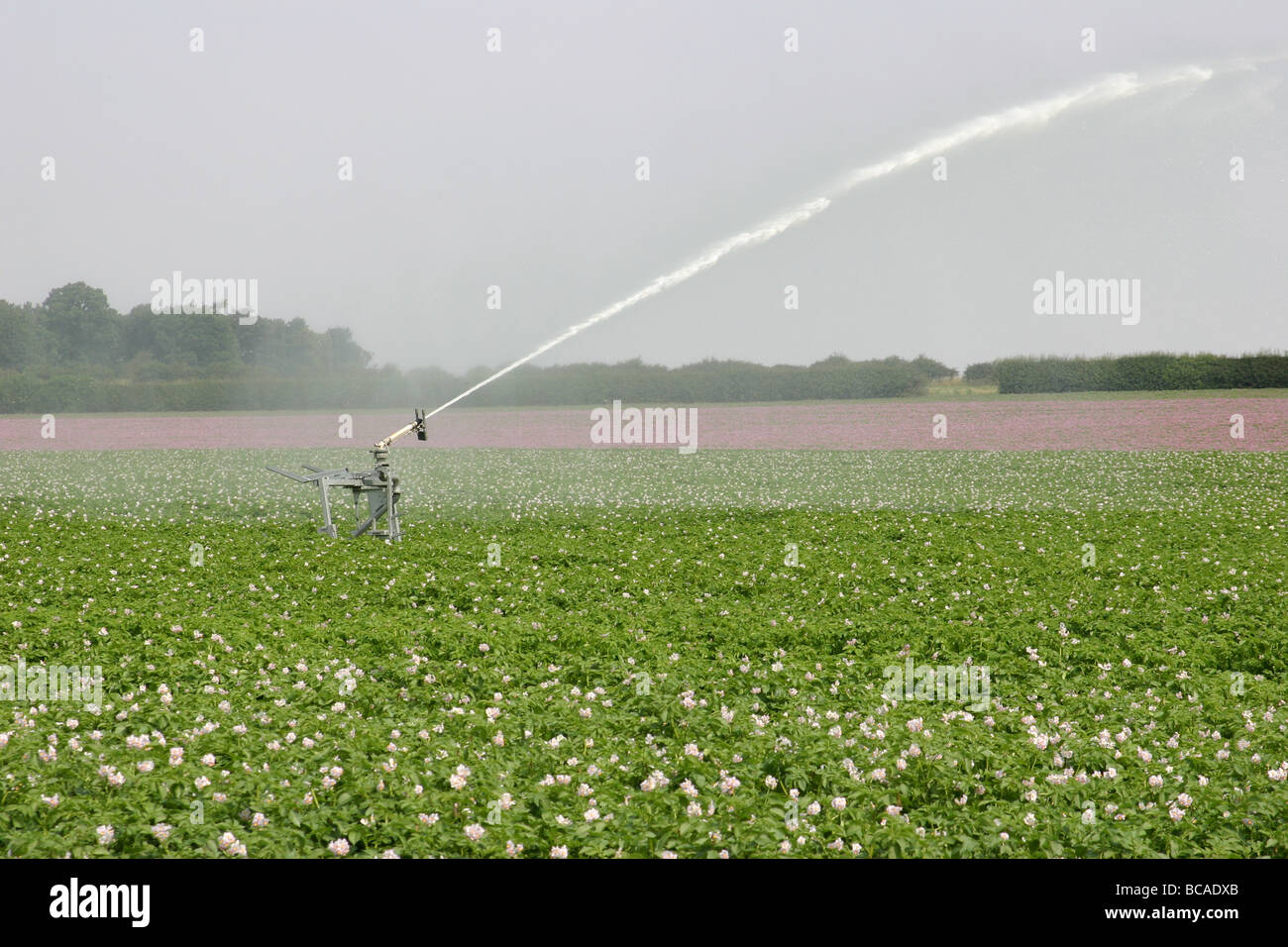 Water in the farm hi-res stock photography and images - Alamy