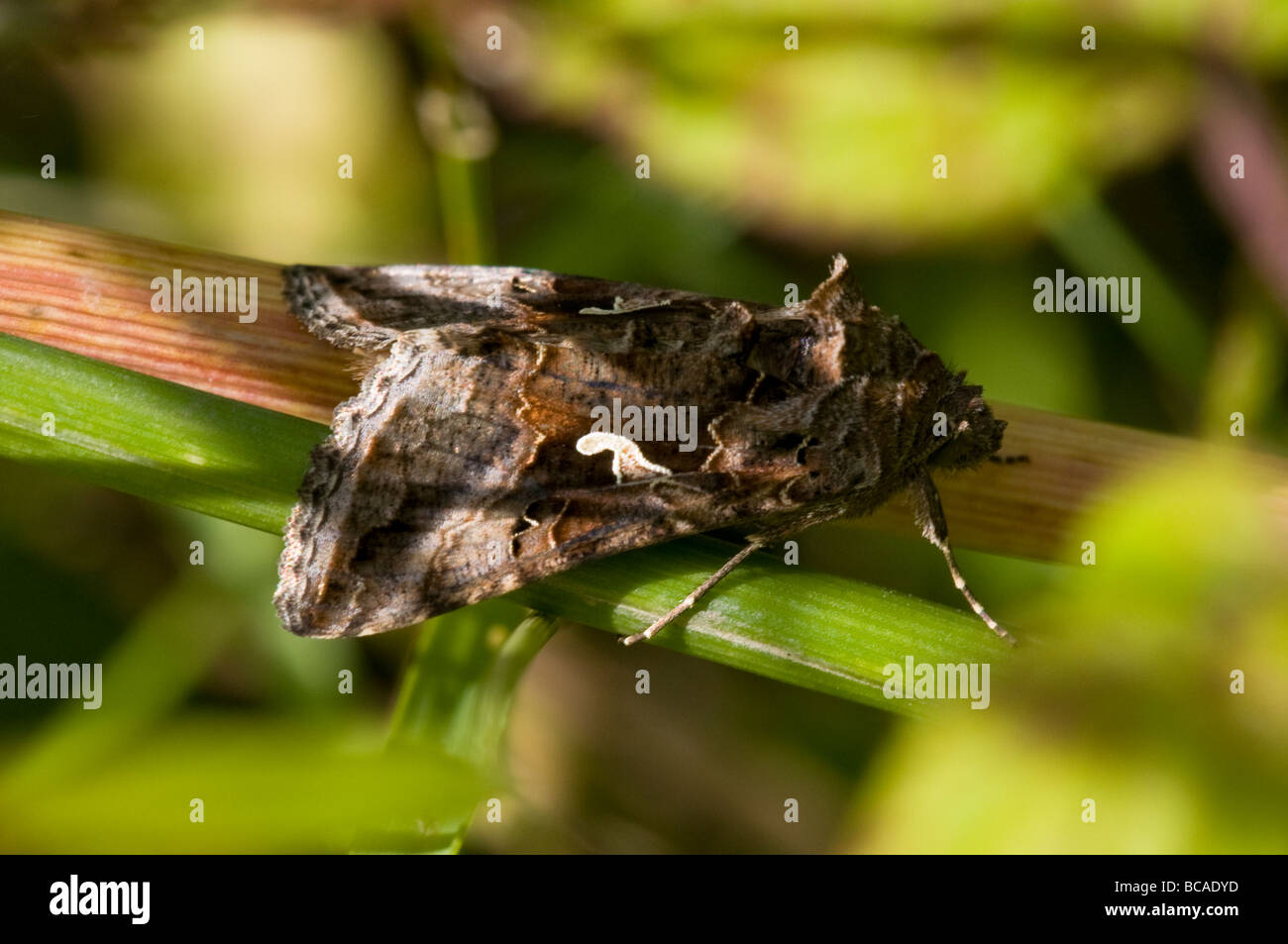 Silver Y moth Stock Photo - Alamy