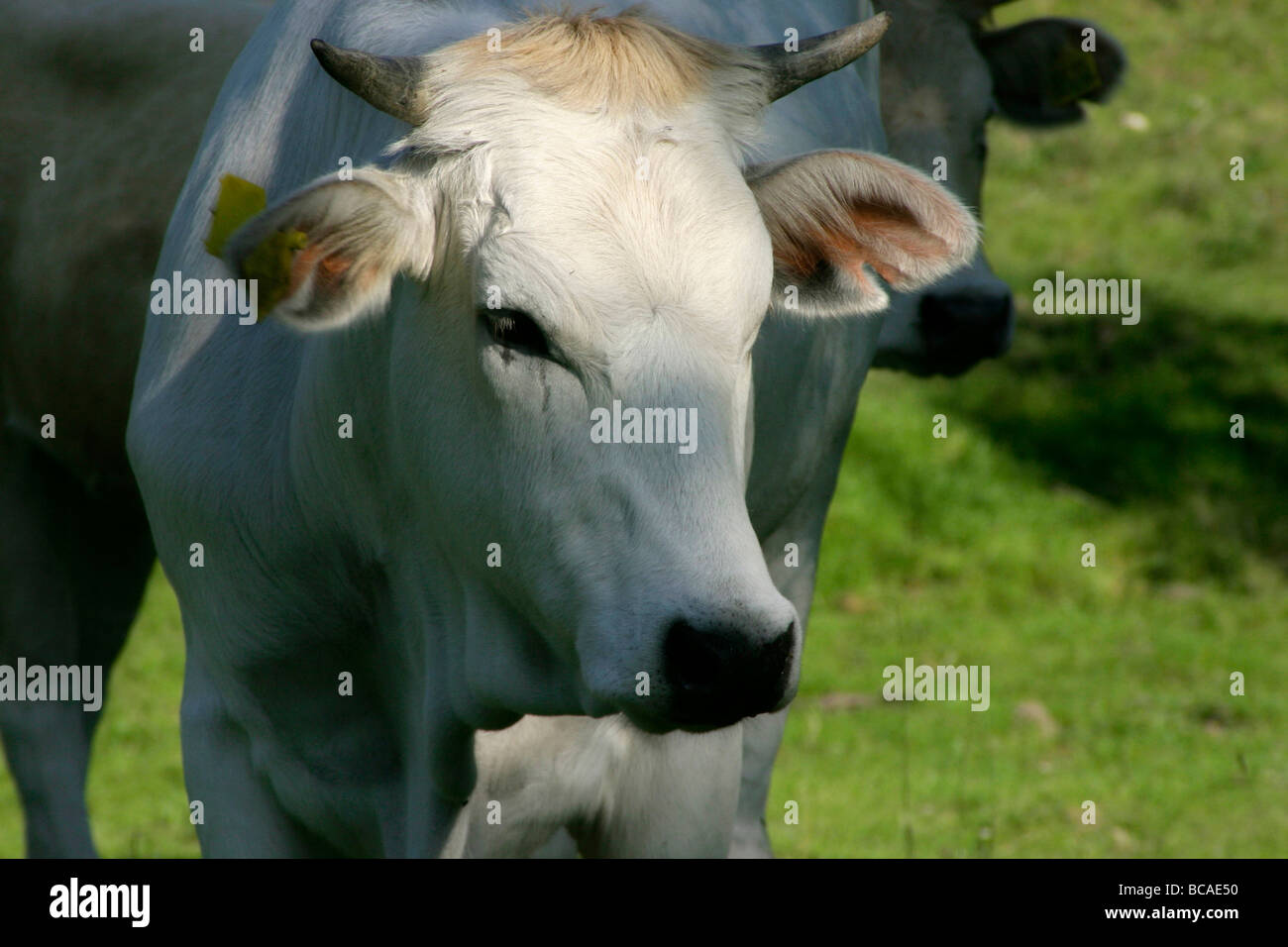 White cow hi-res stock photography and images - Alamy