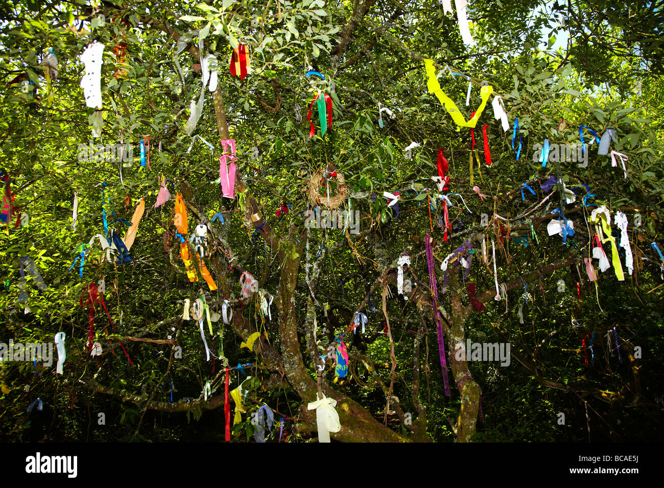 Celtic Grove at Madron Well, a Cornish Celtic Sacred Site decorated ...