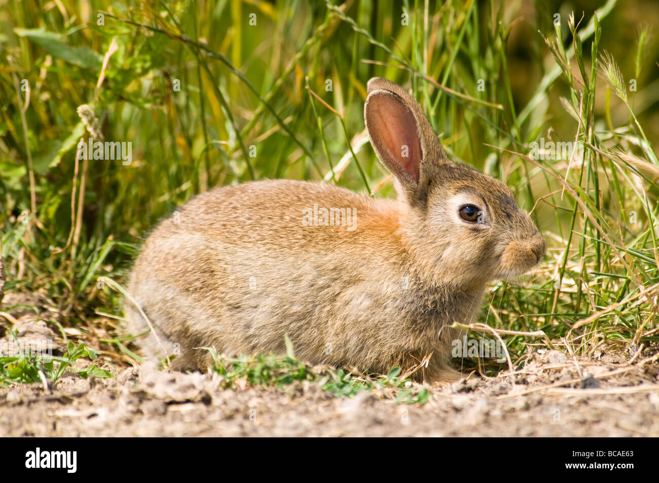 Rabbit ecology hi-res stock photography and images - Alamy