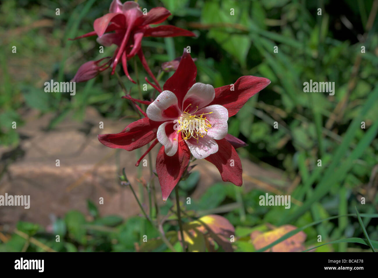 Columbine flower hi-res stock photography and images - Alamy