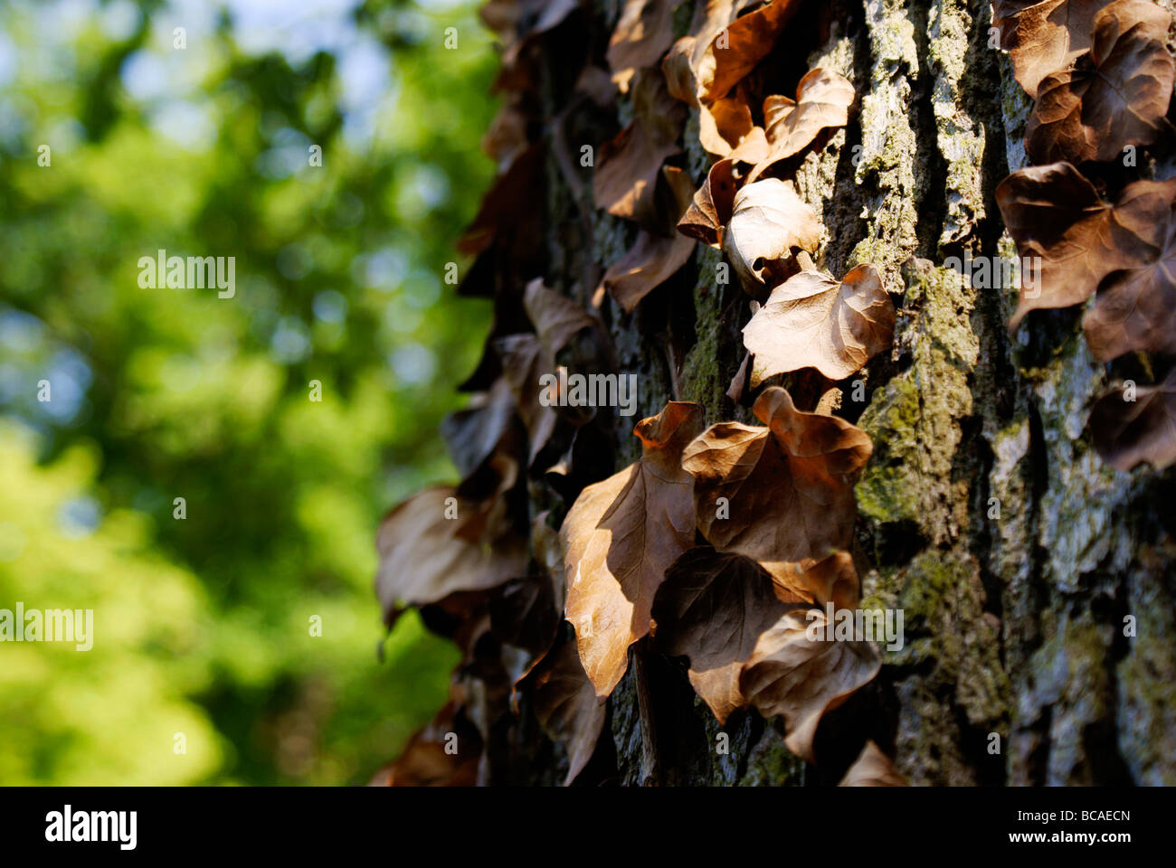 Up close dried out leaves on bark with green leaves faded into ...