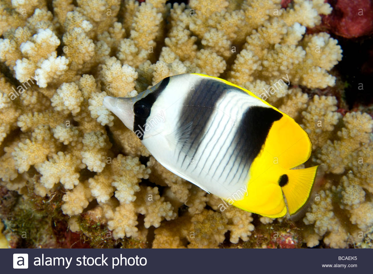 Pacific Double Saddle Butterflyfish Stock Photos & Pacific Double ...