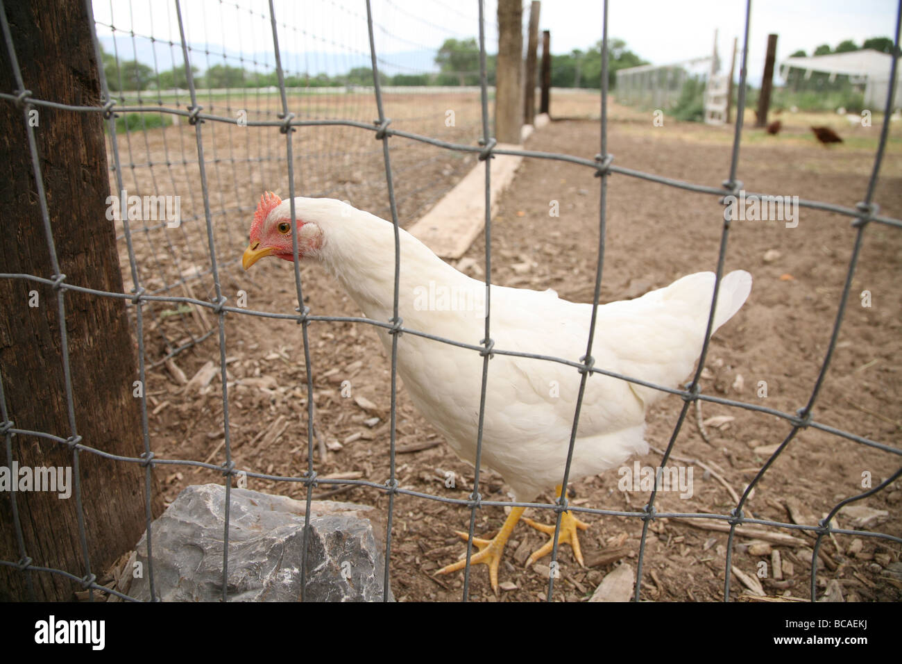 Side view chicken farm hi-res stock photography and images - Alamy