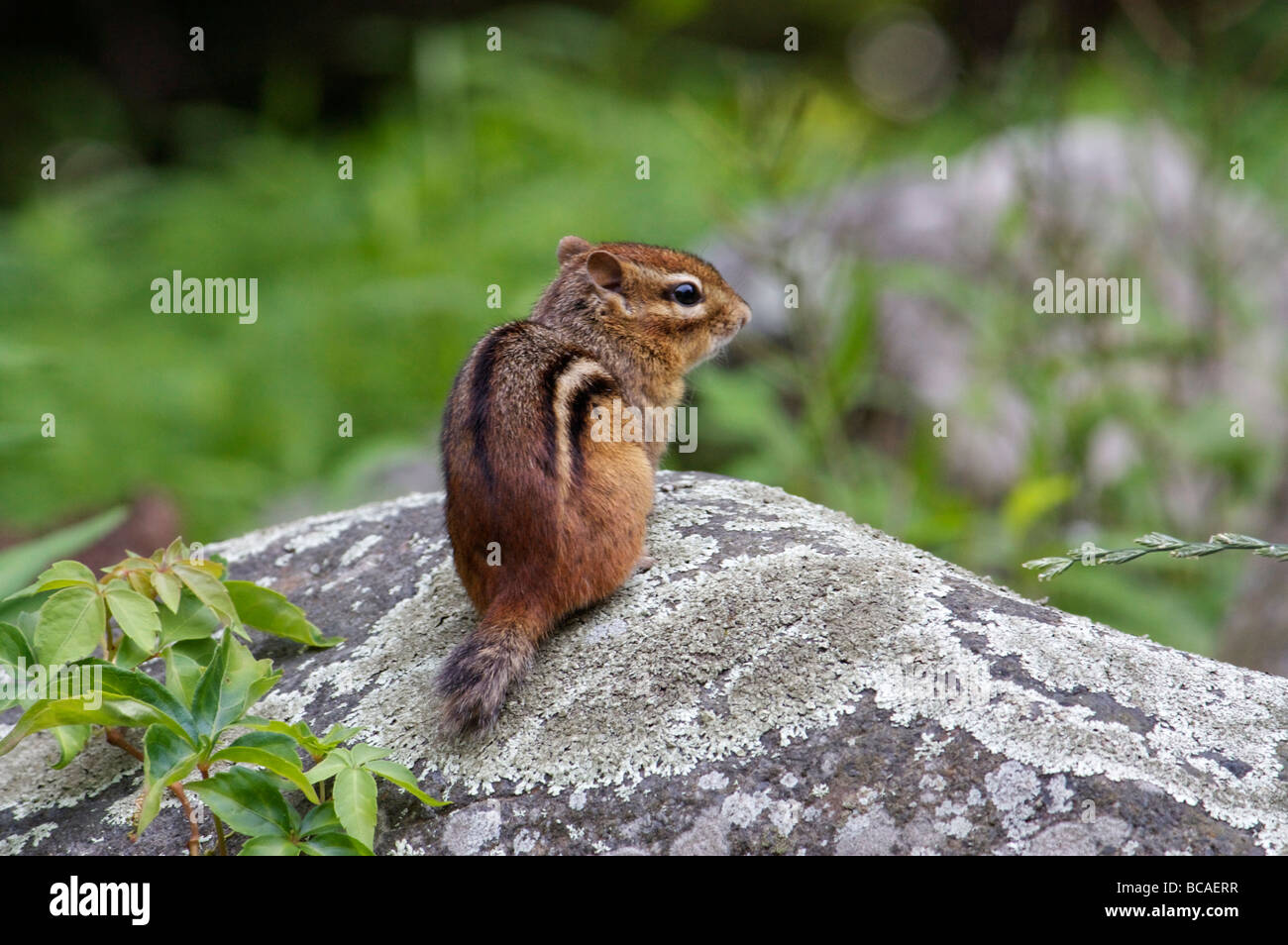 Chipmunk sitting on rock Stock Photo - Alamy
