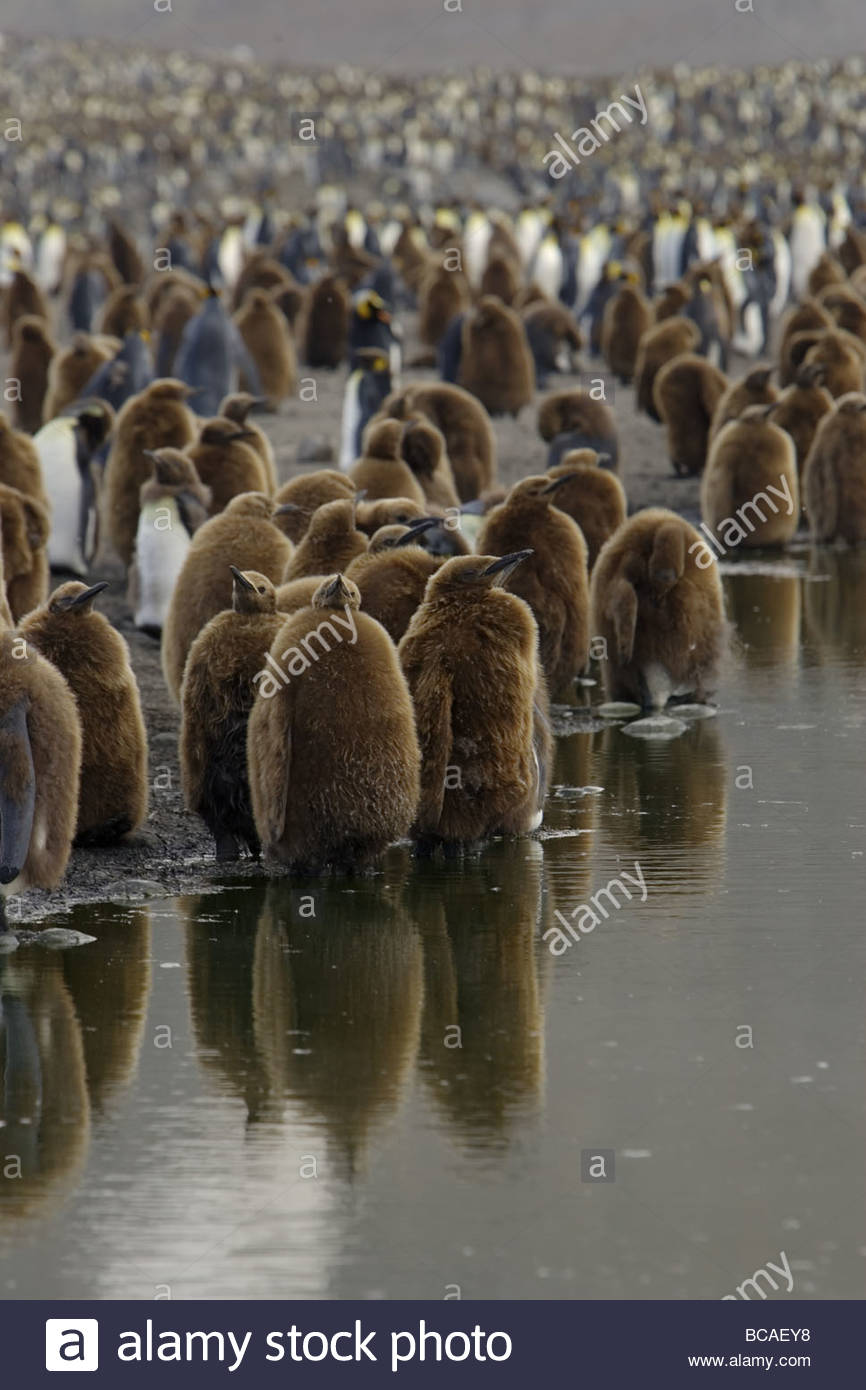 Moulting chicks called Oakum Boys Stock Photo - Alamy