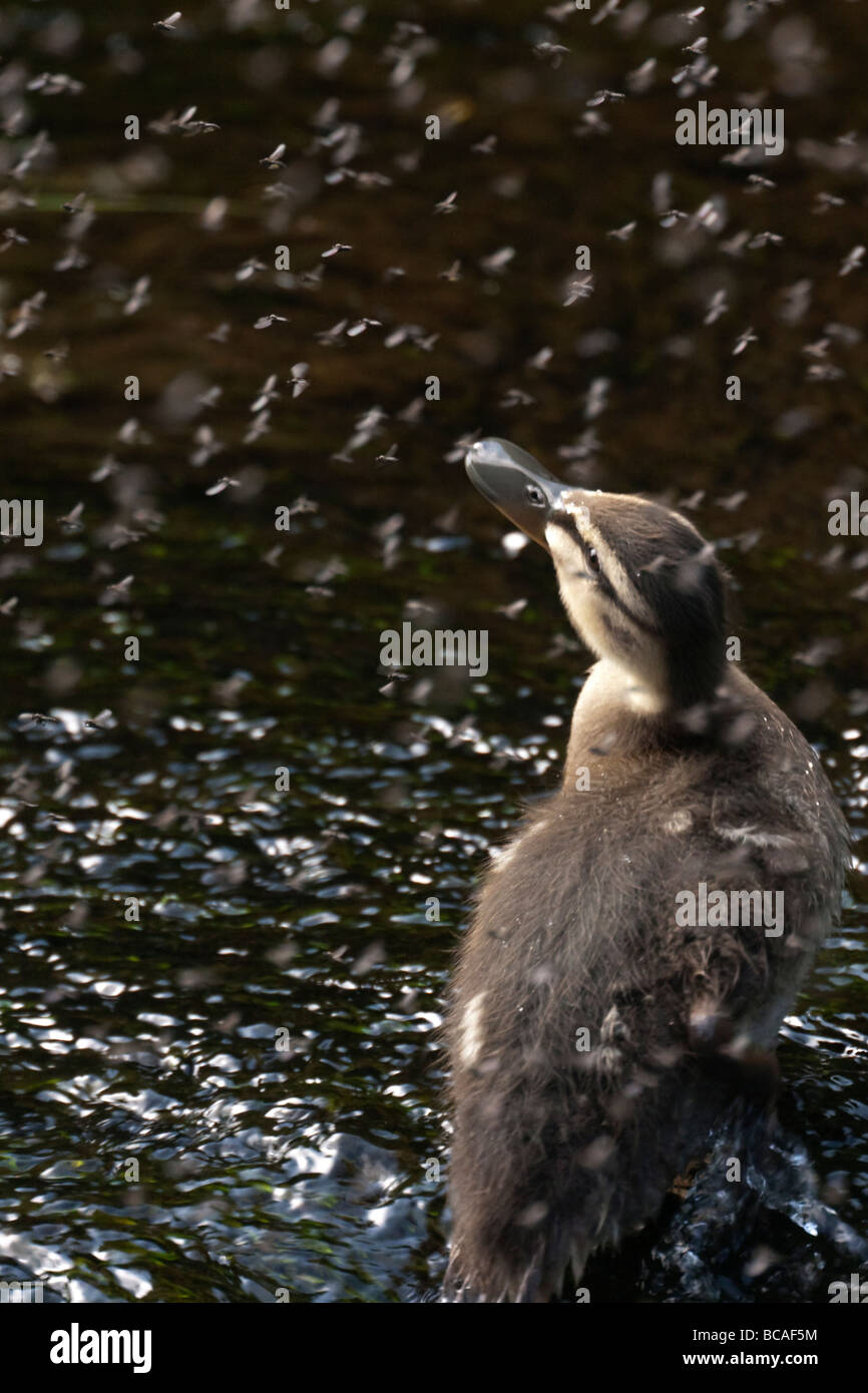 Juvenile mallard hi-res stock photography and images - Alamy