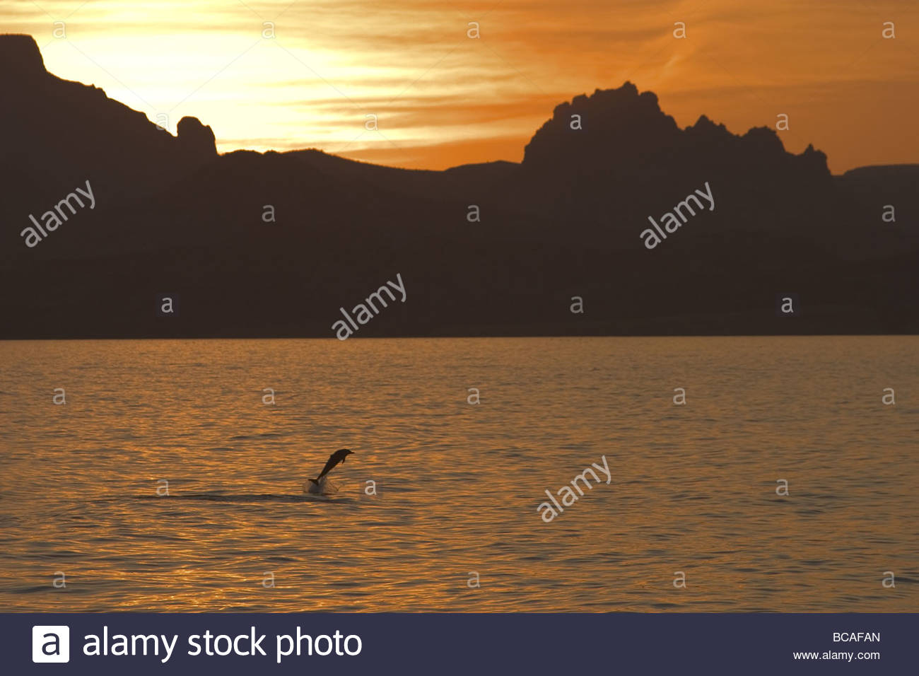 Bottlenose Dolphin jumping, Sea of Cortez, Baja California, Mexico ...