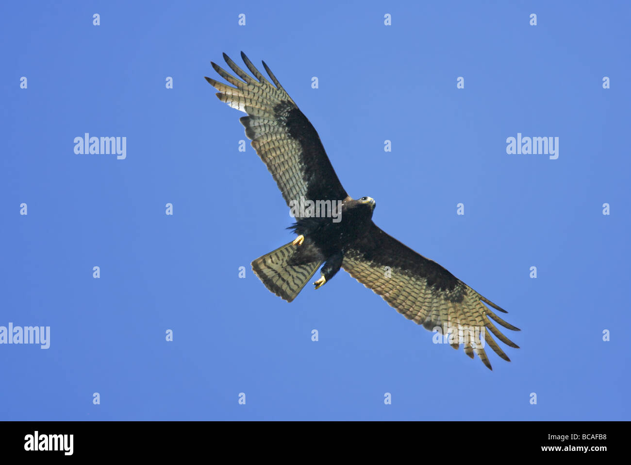 Zone tailed hawk hi-res stock photography and images - Alamy
