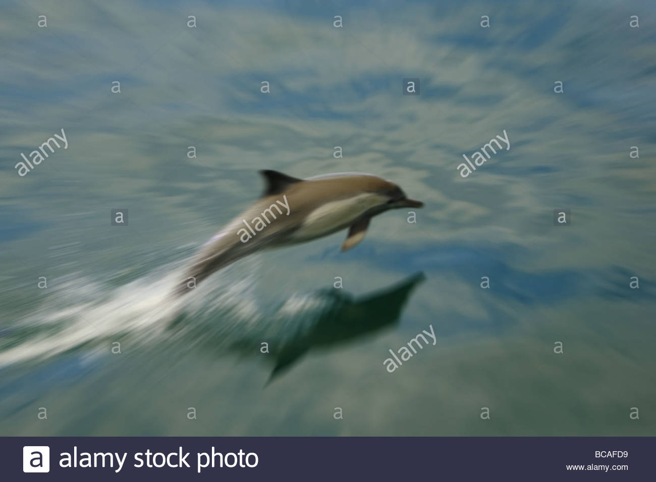 Arcobatic display, Jumping Common Dolphin, Gulf of California, Mexico ...