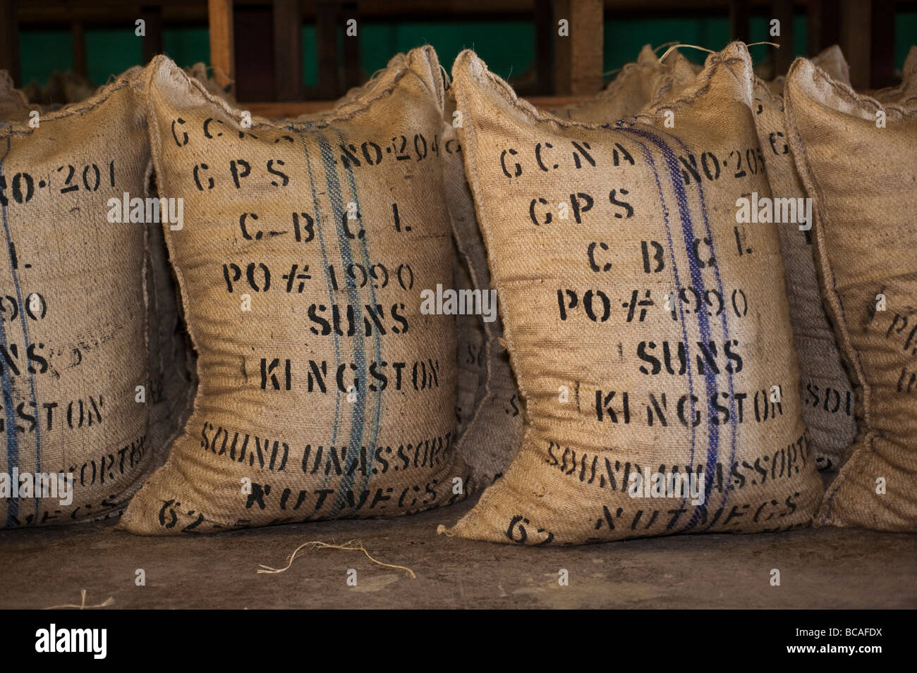 Nutmeg plant hi-res stock photography and images - Alamy