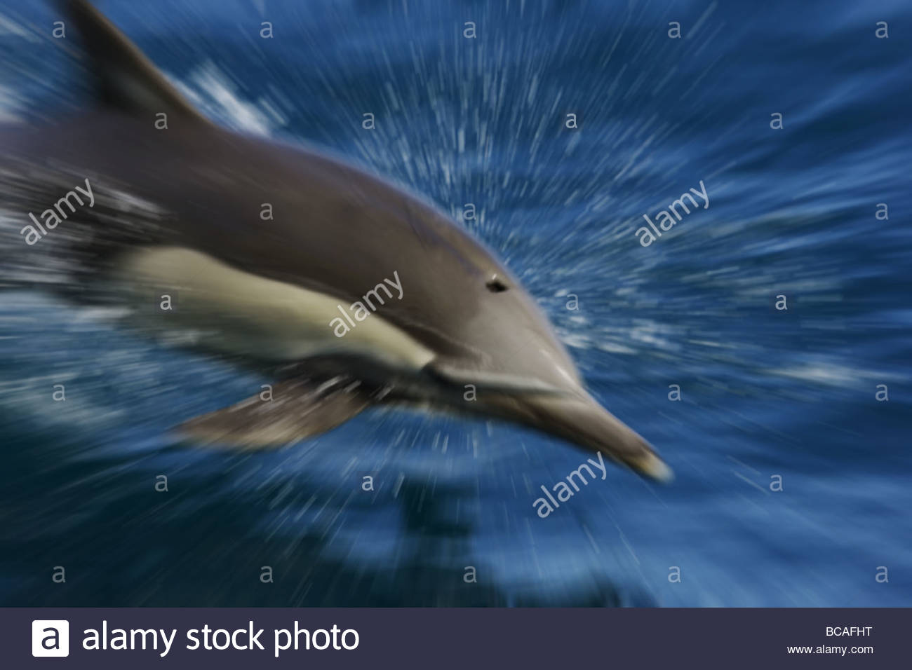 Common Dolphin, Gulf of California, Mexico Stock Photo - Alamy
