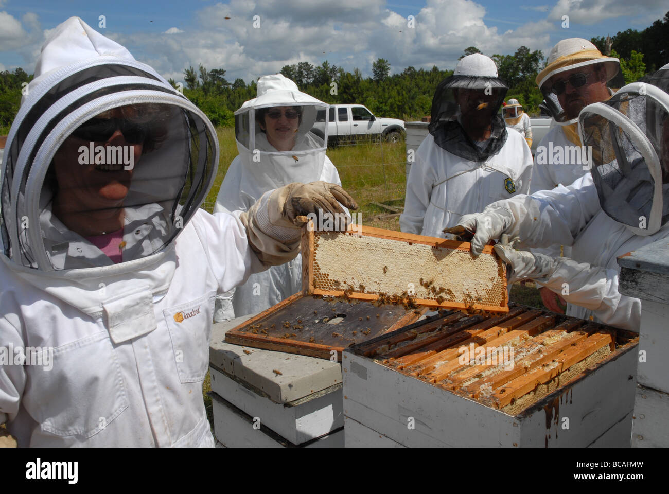 Beekeepers with a frame of capped honey Stock Photo - Alamy