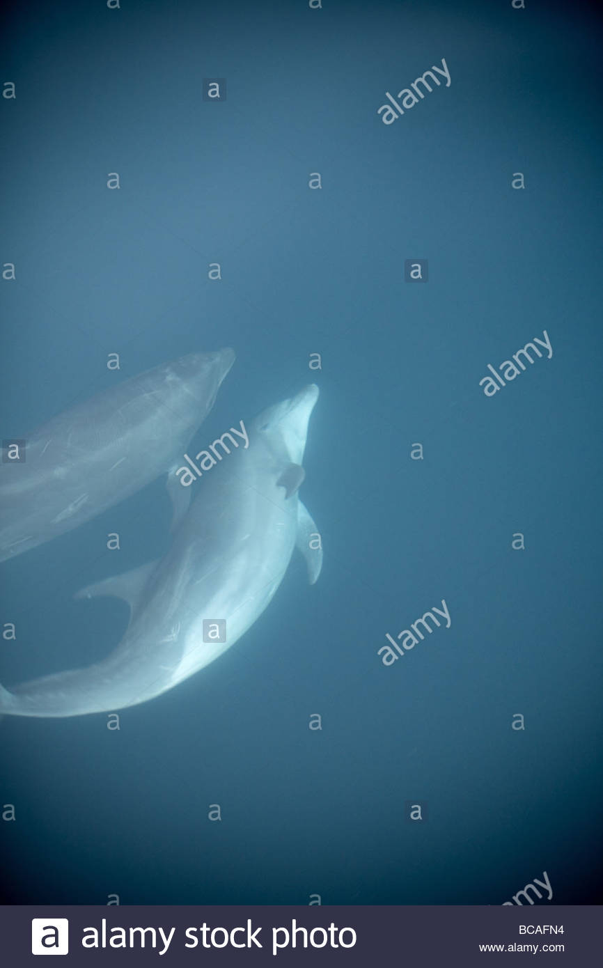 Courtship behavior, bottlenose dolphins, Gulf of California, Mexico ...