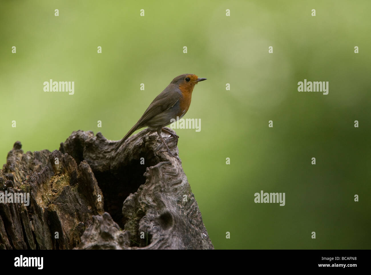 A robin on a log hi-res stock photography and images - Alamy