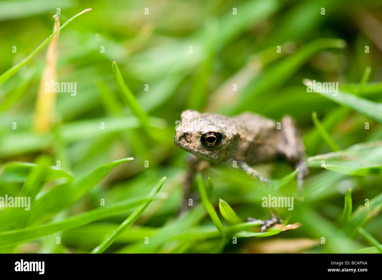 Common frog rana temporaria froglet hi-res stock photography and images ...