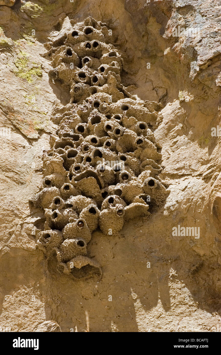 Cliff Swallow (Hirundo pyrrhonota) nests at entrance of Lizard Cave ...