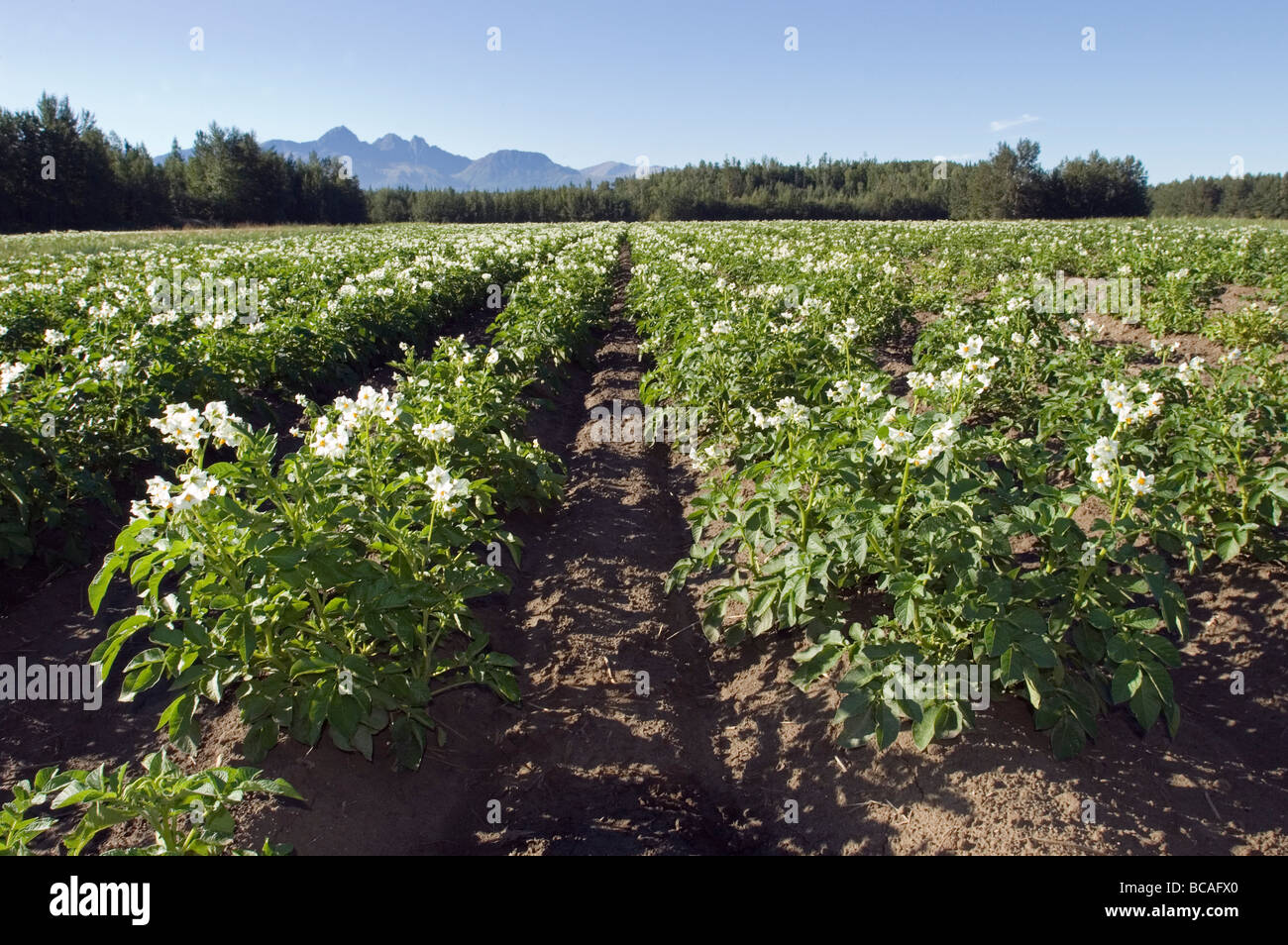 Alaska farming in matanuska valley hi-res stock photography and images ...