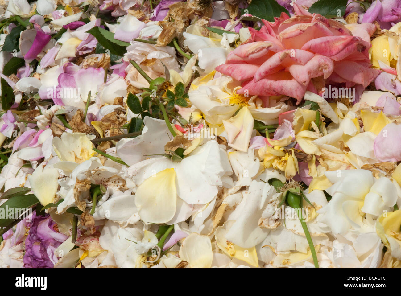 A mass of decaying rose petals and buds in a June English garden ...