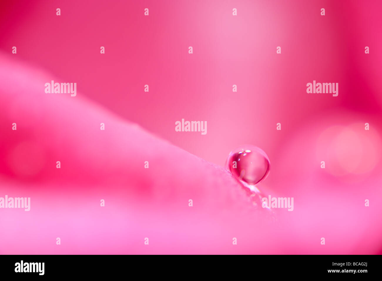 Dixie roses hi-res stock photography and images - Alamy