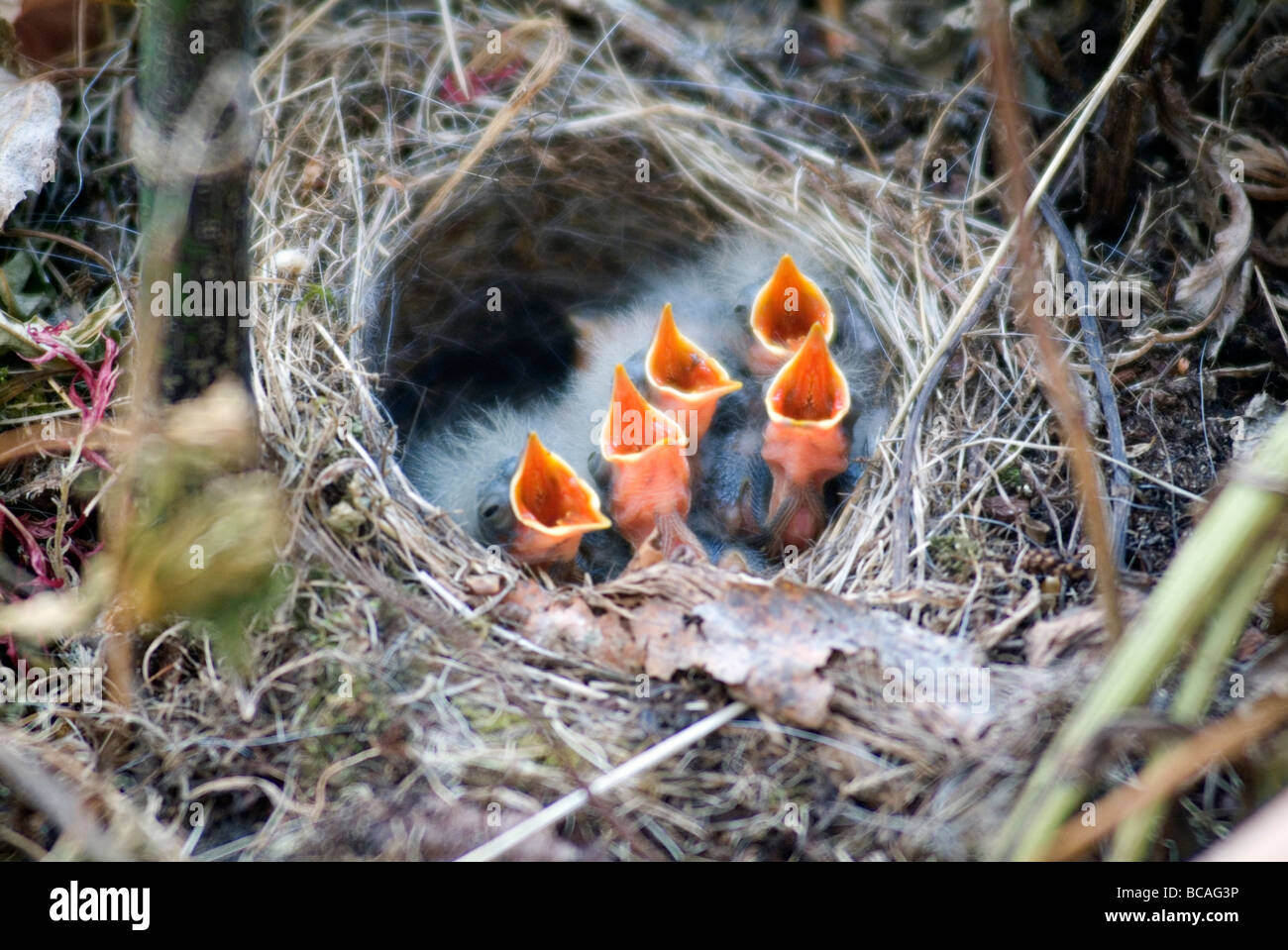 Wagtail chicks hi-res stock photography and images - Alamy