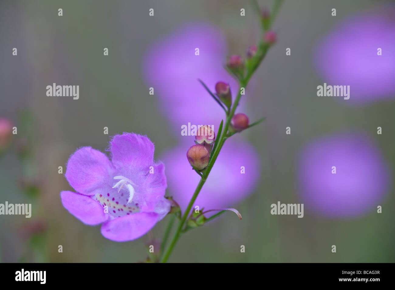 Perfers hi-res stock photography and images - Alamy