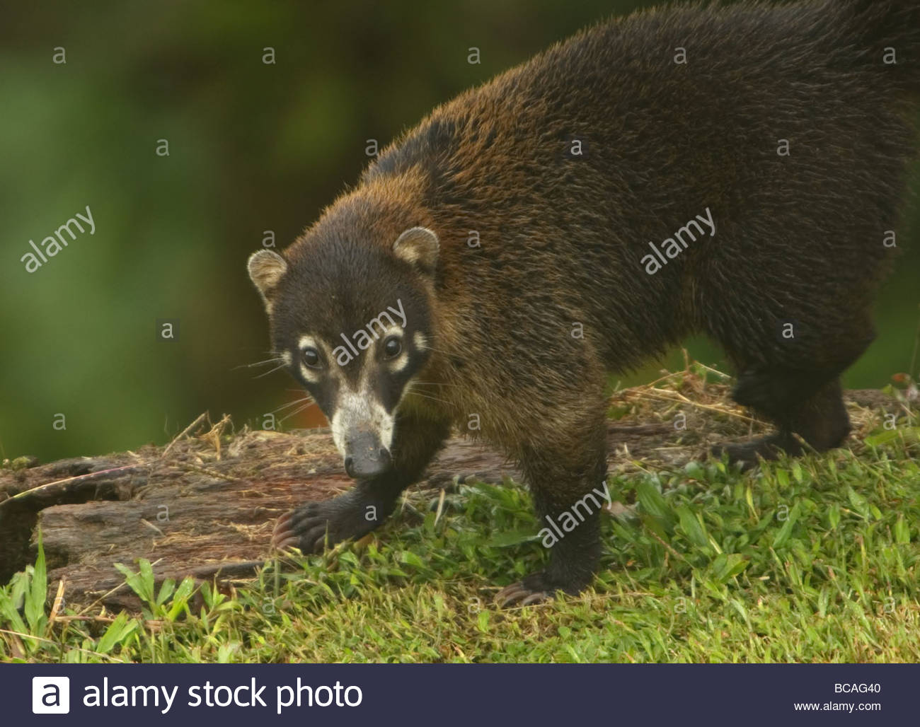 White-nosed Coati, Arenal Observatory Lodge, Costa Rica Stock Photo - Alamy