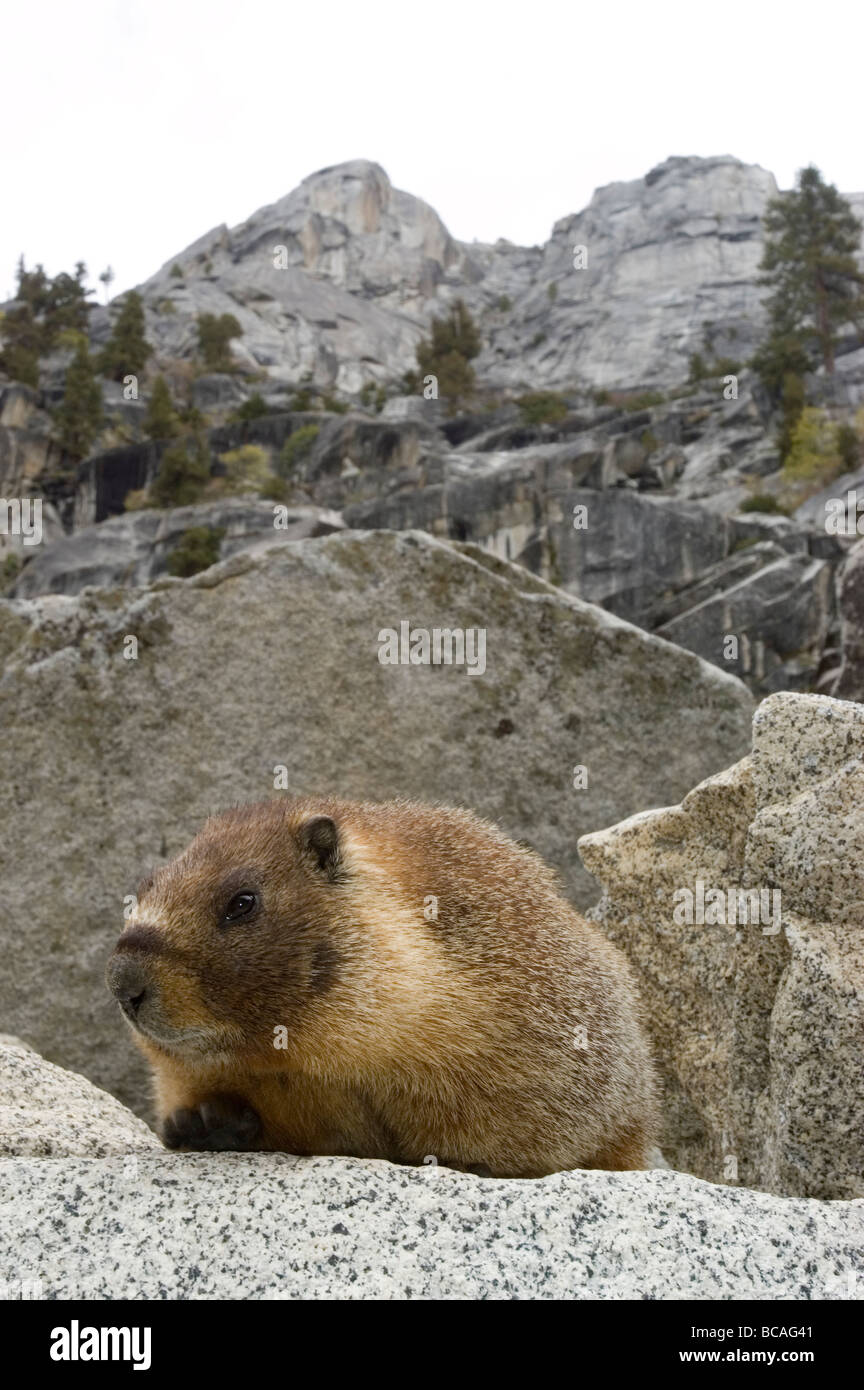 Yellow bellied marmot sequoia hi-res stock photography and images - Alamy