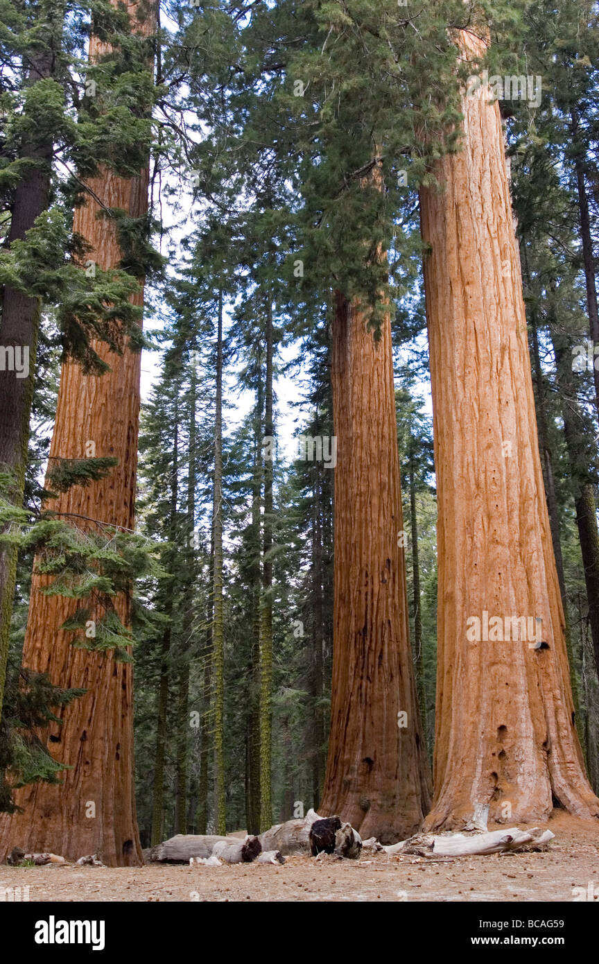 Giant Sequoias (Sequoiadendron giganteum) trees above Round Meadow Stock Photo - Alamy